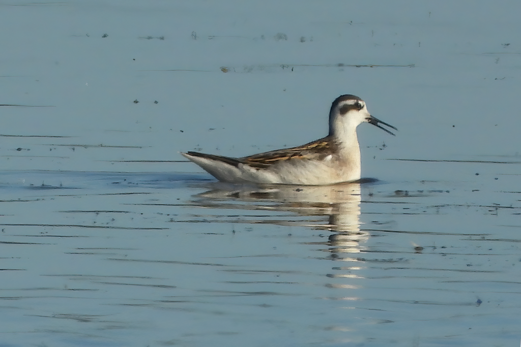 Opsummering fra en hot sommerperiode (juli-september 2024)